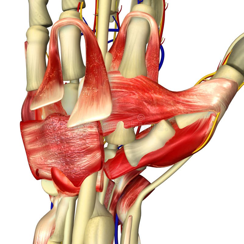 Hand Anatomy stock illustration. Illustration of muscular - 48766309