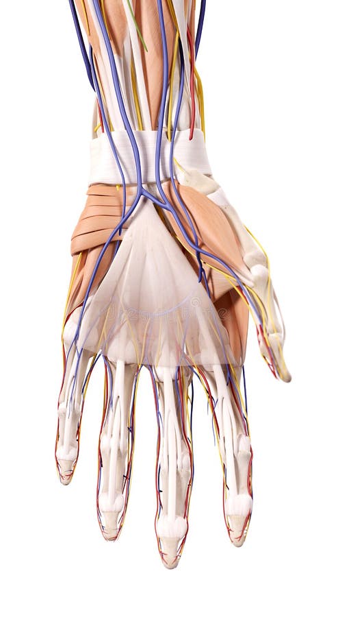 The hand anatomy stock illustration. Illustration of rendering - 56998827