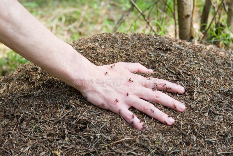 Hand on an ant hill stock photo. Image of anthill, body - 25045380