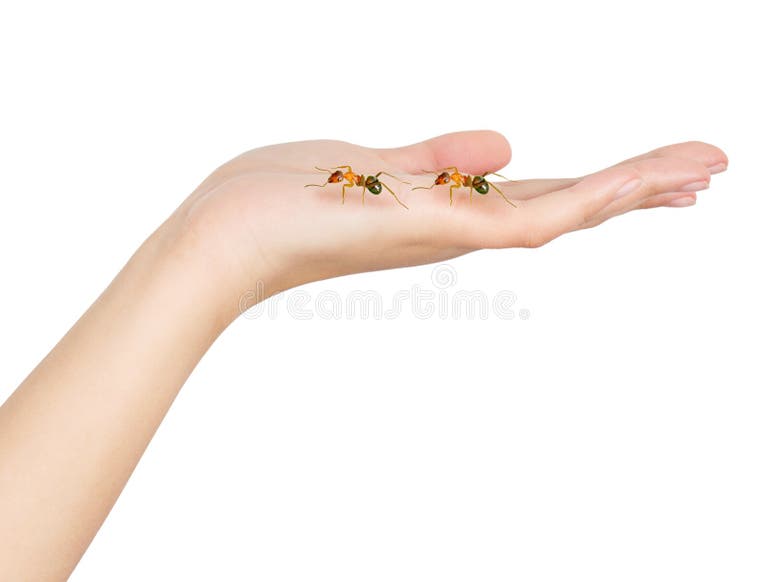 Hand ants stock photo. Image of hand, touch, ideas, ants - 29021548