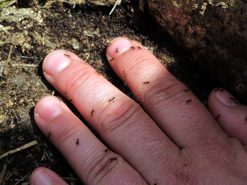 Red ants on the fingers stock photo. Image of close - 141488652