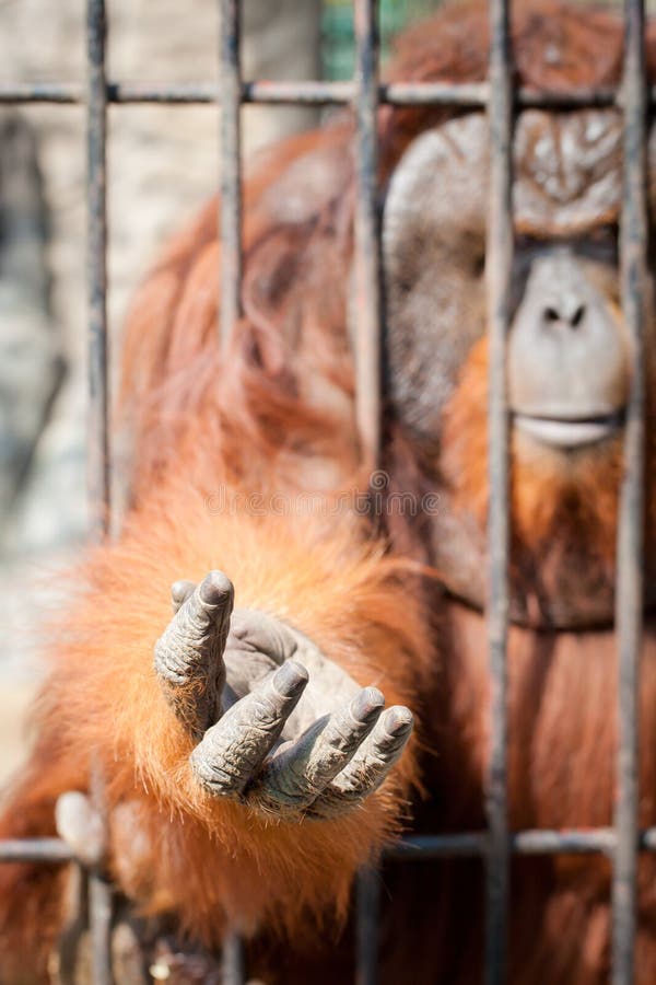 Hand of Ape stock image. Image of furry, gorilla, monkey - 22581095