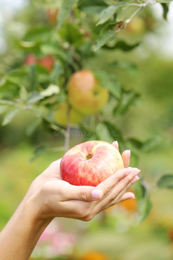 Hand and an apple stock photo. Image of gardening, fall - 45040332