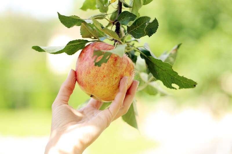 Hand and an apple stock image. Image of idyllic, fall - 45043527