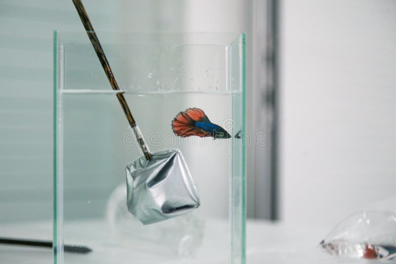 Aquarium Decoration the Fish Tank Stock Image - Image of hobby, seaweed ...