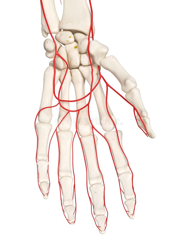 The hand arteries stock illustration. Illustration of graphic - 101194012