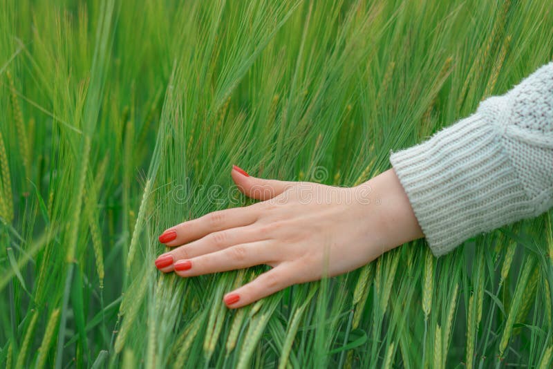 The Hand on the Background Field of Wheat Stock Image - Image of plant ...