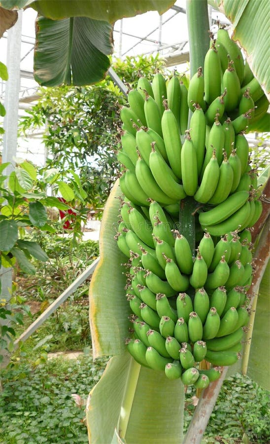 A hand of bananas stock image. Image of peaceful, delicate - 32263773