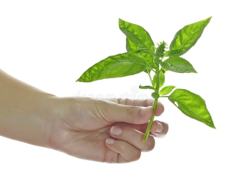 Hand with basil herb spice stock image. Image of hold - 26271723
