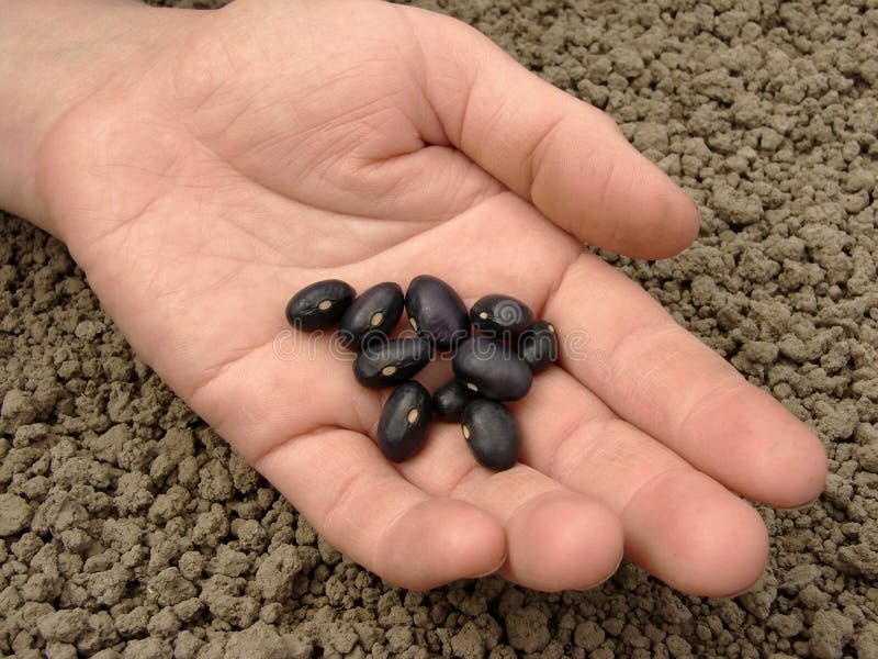 Hand with beans stock image. Image of cultivation, black - 19562333
