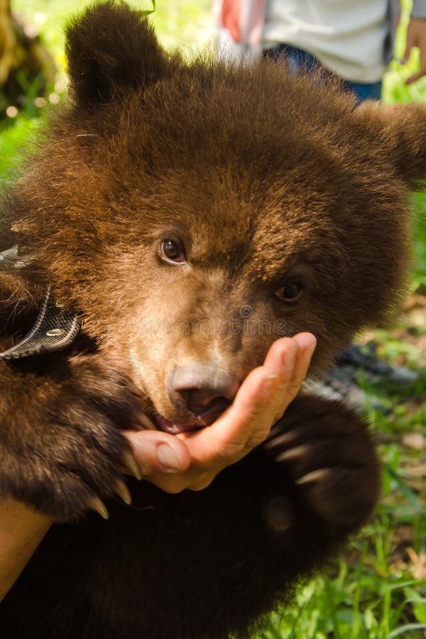 Hand Bear stock image. Image of animals, evil, dangerous - 137425481