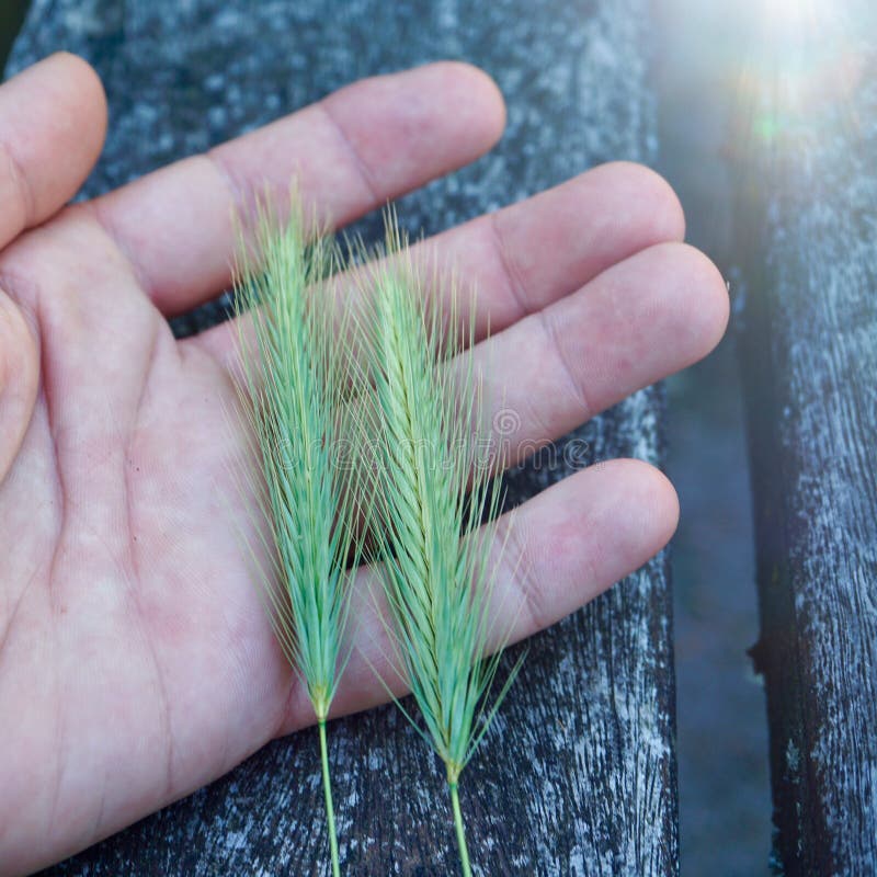 Hand with a Beautiful Flower Feeling the Nature Stock Image - Image of ...