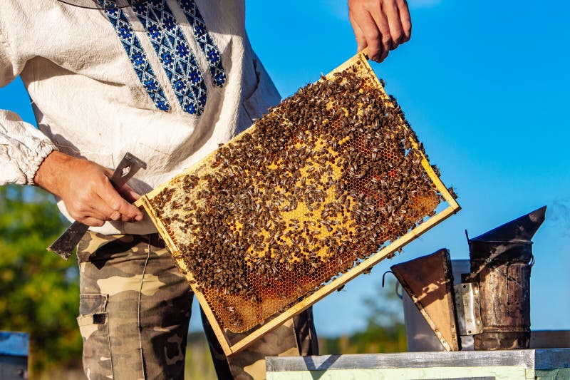 Hand of Beekeeper is Working with Bees and Beehives on the Apiary. Bees ...