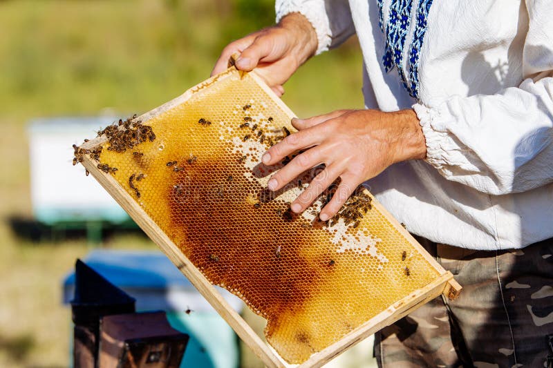 Hand of Beekeeper is Working with Bees and Beehives on the Apiary. Bees ...