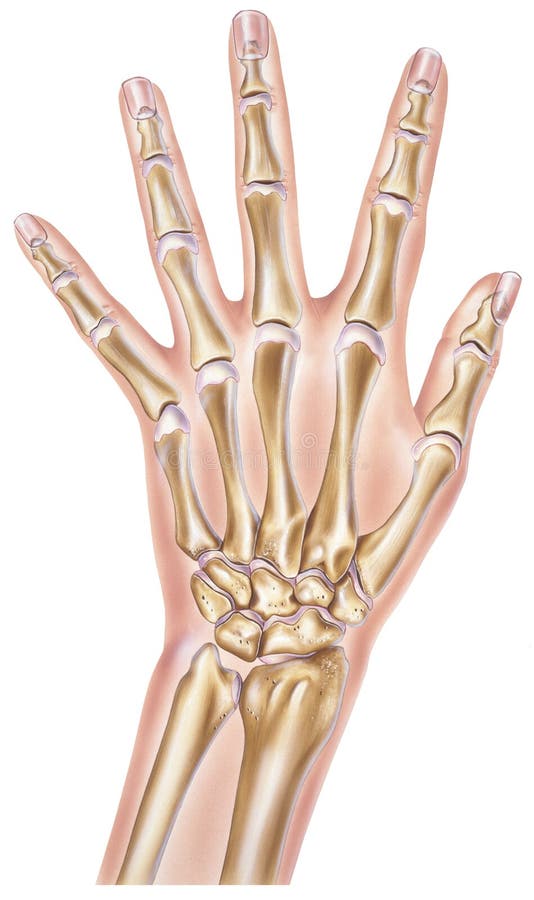 Hand En Pols - Beenderen & Verbindingen in Situ Stock Illustratie ...