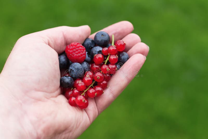 Hand with berries stock image. Image of hand, food, blackberries - 24431529