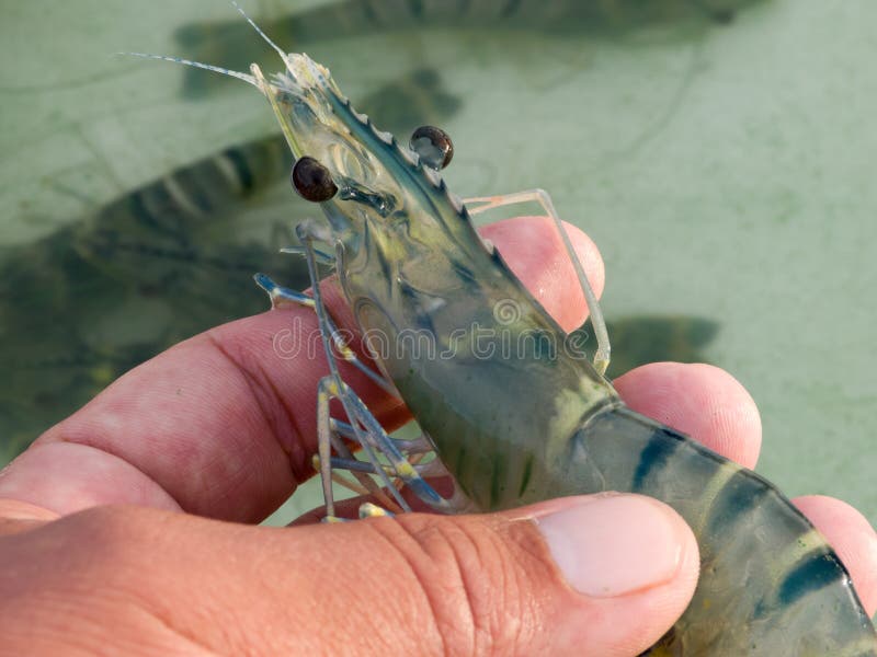 Female Hand and Shrimp. Size Comparison. Stock Image - Image of size ...