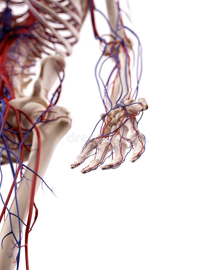 Vessels Hand Stock Illustrations – 582 Vessels Hand Stock Illustrations ...