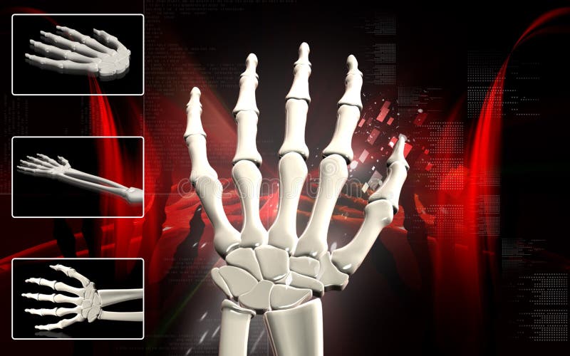 Hand bone stock illustration. Illustration of medicine - 14537732