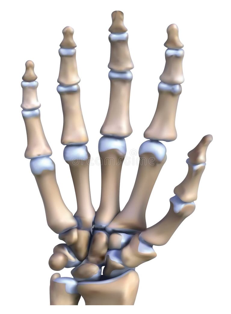 Hand Anatomy Bone Stock Illustrations – 12,117 Hand Anatomy Bone Stock ...