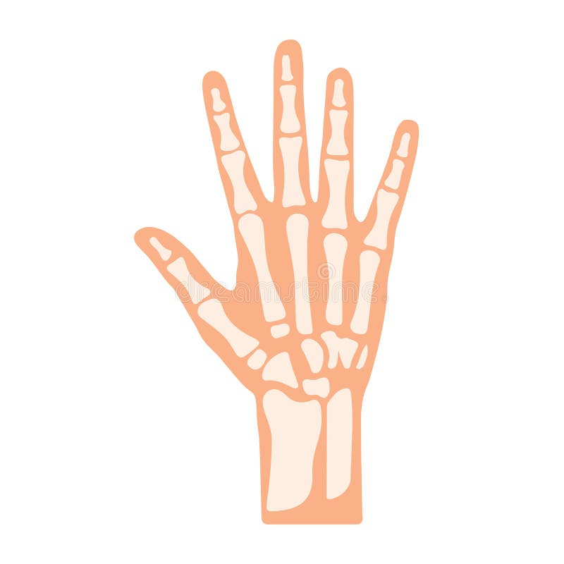 Hand Bone with Detail Vector Stock Illustration - Illustration of ...