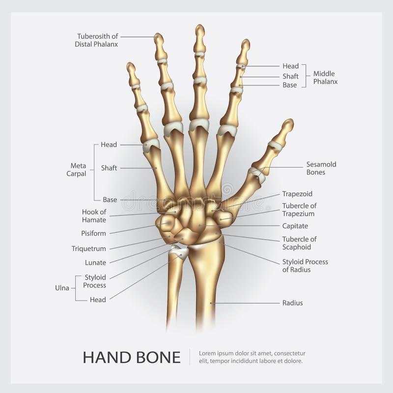 Hand Bone with Detail stock vector. Illustration of articulation ...