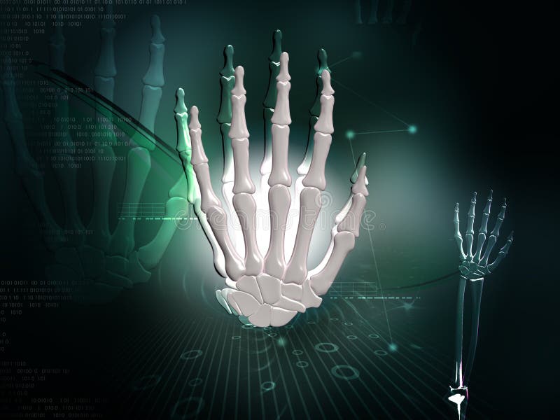 Hand bone stock illustration. Illustration of medicine - 14537732