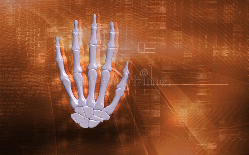 Hand bone stock illustration. Illustration of medicine - 14537732