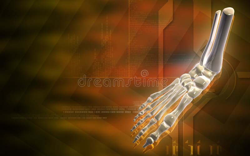 Hand bone stock illustration. Illustration of medicine - 14537732