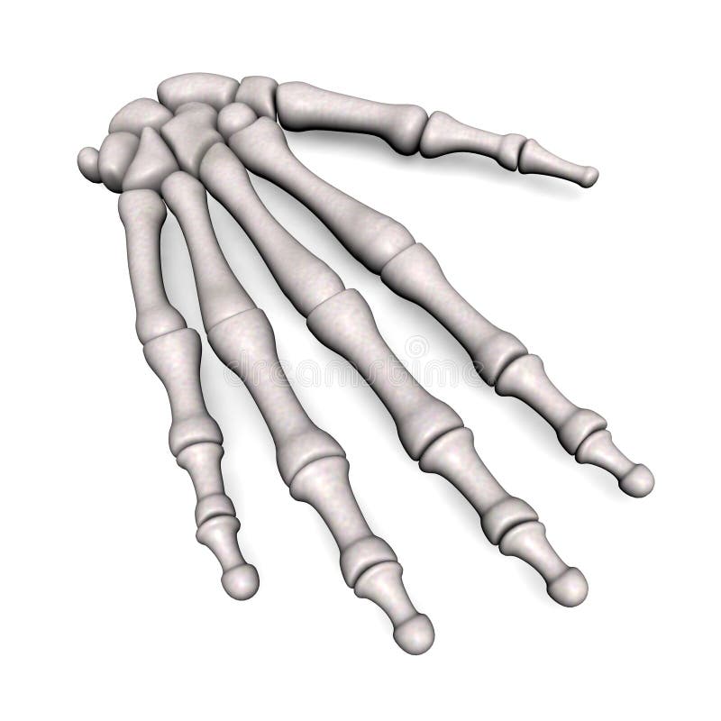Hand bones stock illustration. Illustration of system - 10634708