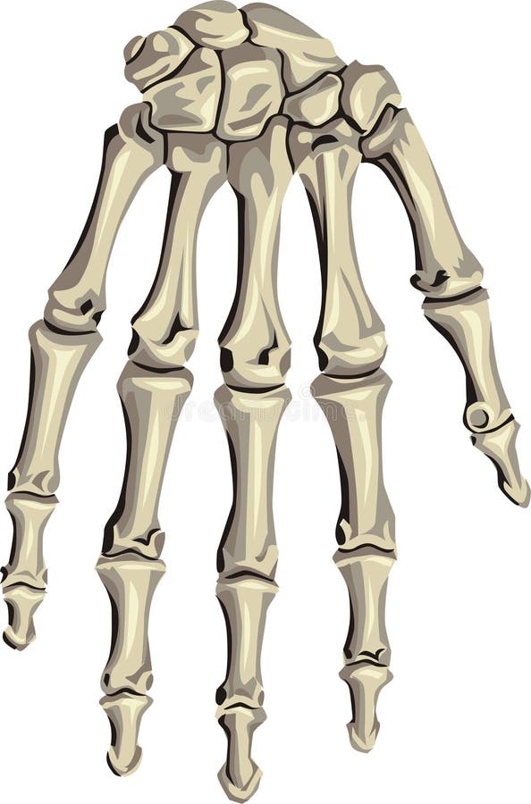 Skeleton hands 01 stock vector. Illustration of cartoon - 100713653