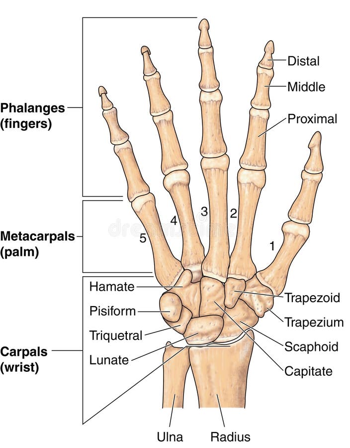 Hand Bones Stock Images - Image: 9845504