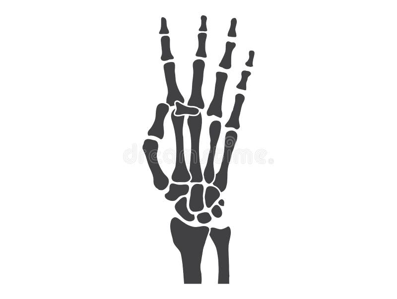 Hand Bones Black and White Human Skeleton Bone Hands Stock Illustration ...