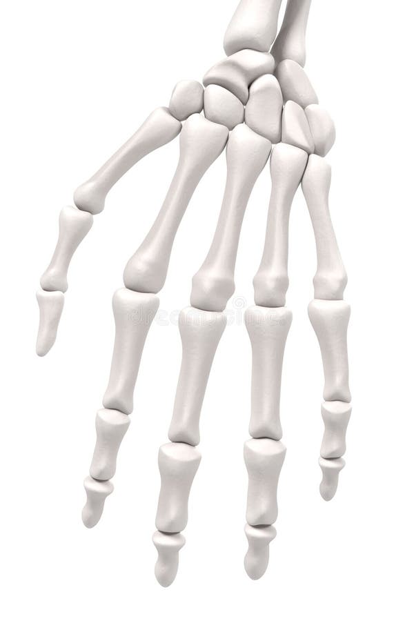 Hand bones stock illustration. Illustration of graphics - 70617041