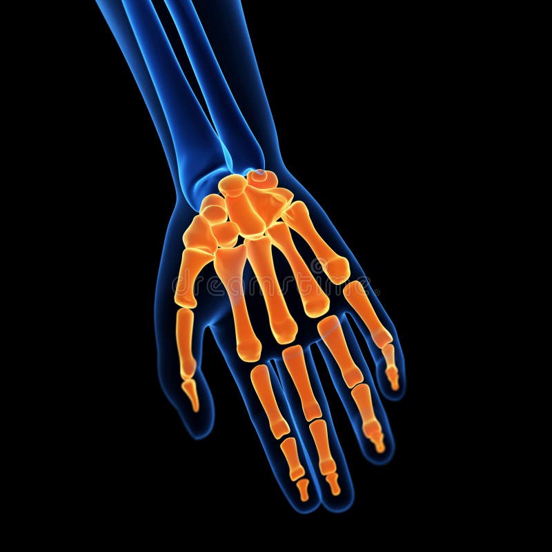 Hand Bones stock illustration. Illustration of healthy - 3035932