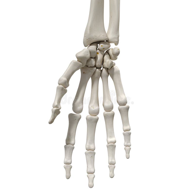 The hand bones stock illustration. Illustration of rendering - 100248098