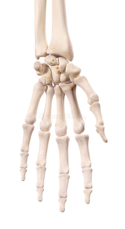 The hand bones stock illustration. Illustration of accurate - 56652072