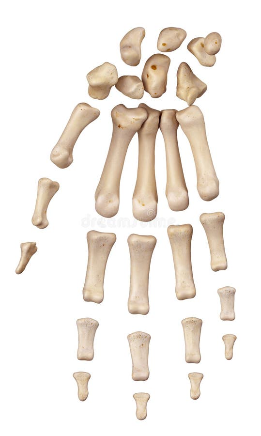 The hand bones stock illustration. Illustration of white - 57843580