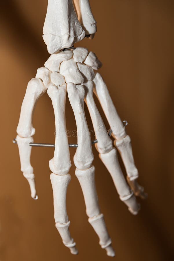 Hand Bones of a Skeleton Model - Anatomy Stock Photo - Image of ...