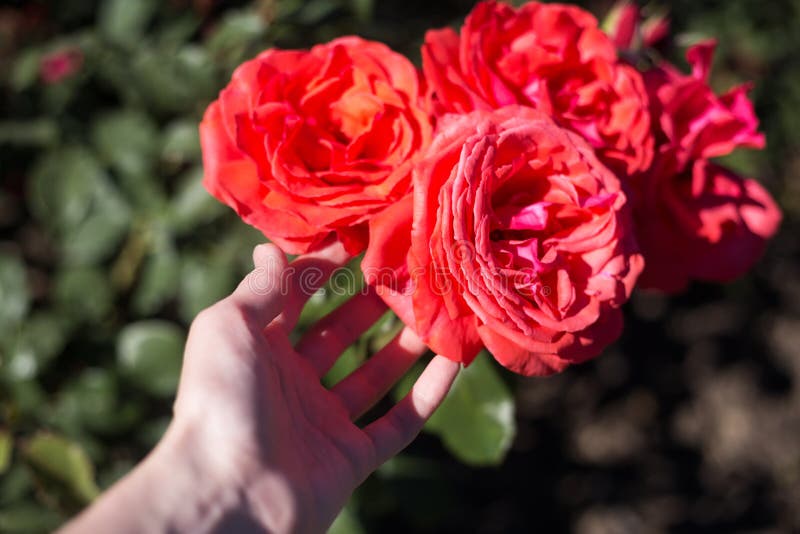 Hand and Bouquet of Roses on Branch Stock Image - Image of decoration ...