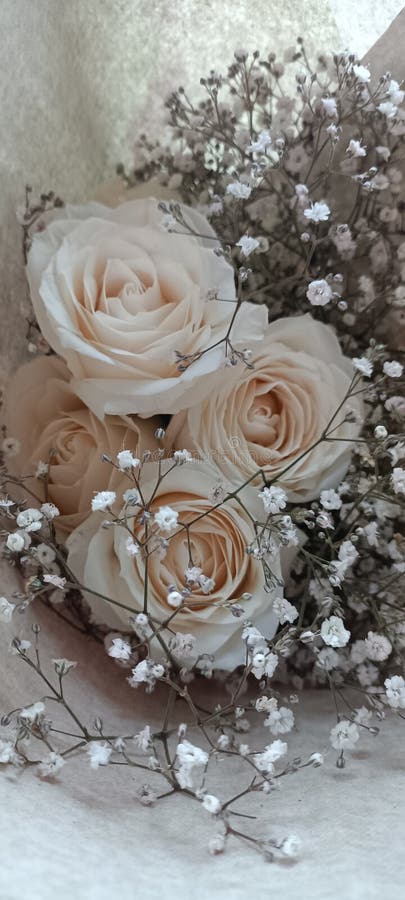 Hand Bouquet White Roses and Baby Breath Stock Image - Image of roses ...