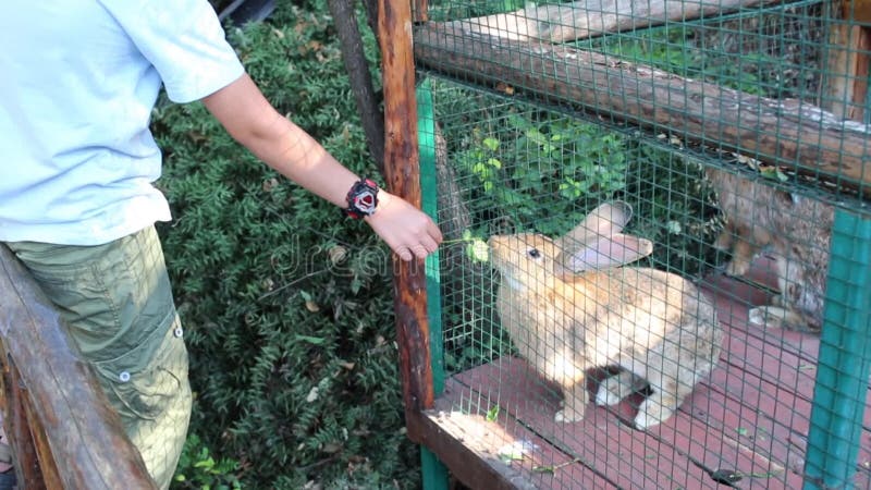 Hand of Boy Feeding Fluffy Rabbit with Big Ears in Stock Video - Video ...