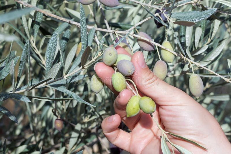 Hand with Branch of Green Olives on Olive Tree Stock Photo - Image of ...
