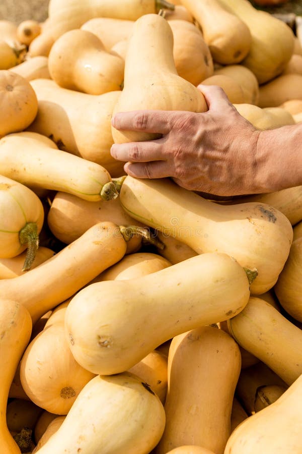 Hand and Butternut Pumpkins Stock Image - Image of decoration, natural ...