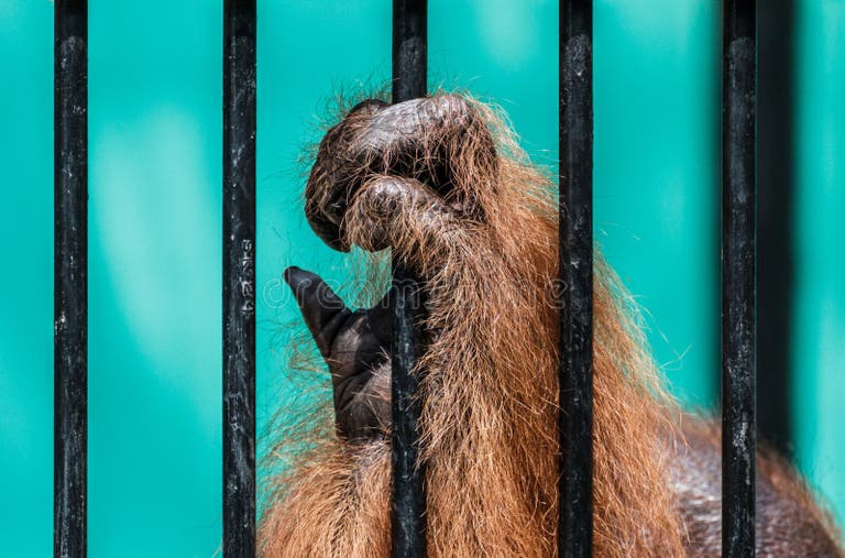 Hand cage stock image. Image of hairy, cage, ireland - 38366959