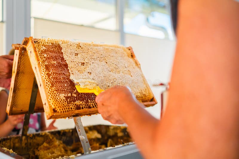 Hand with Capping Scratcher Uncapping Beehive Honeycombs Frame Closed ...