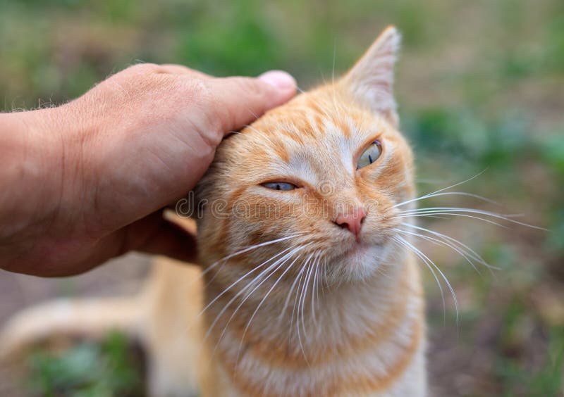 Hand Caress of a Red Cat on Nature Stock Image - Image of eyes, animal ...