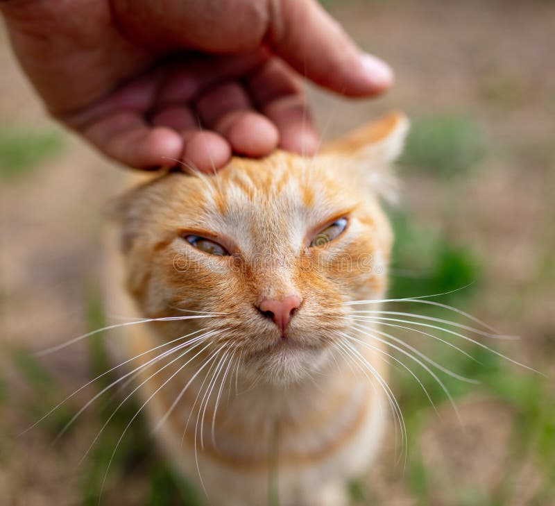 Hand Caress of a Red Cat on Nature Stock Image - Image of whiskers ...