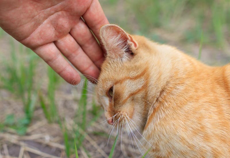 Hand Caress of a Red Cat on Nature Stock Image - Image of whiskers ...