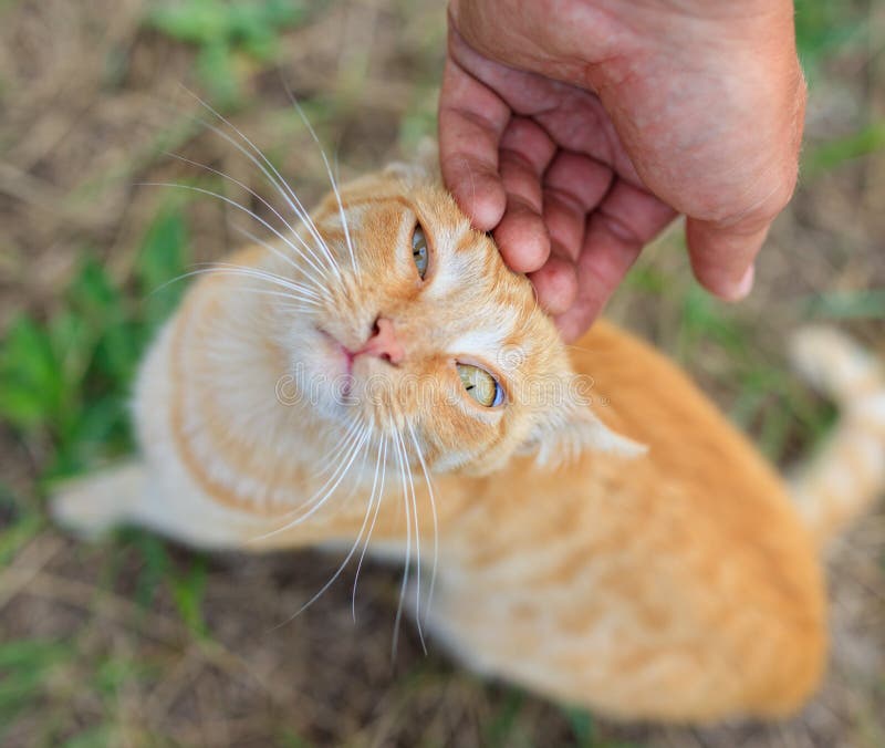 Hand Caress of a Red Cat on Nature Stock Image - Image of domestic ...